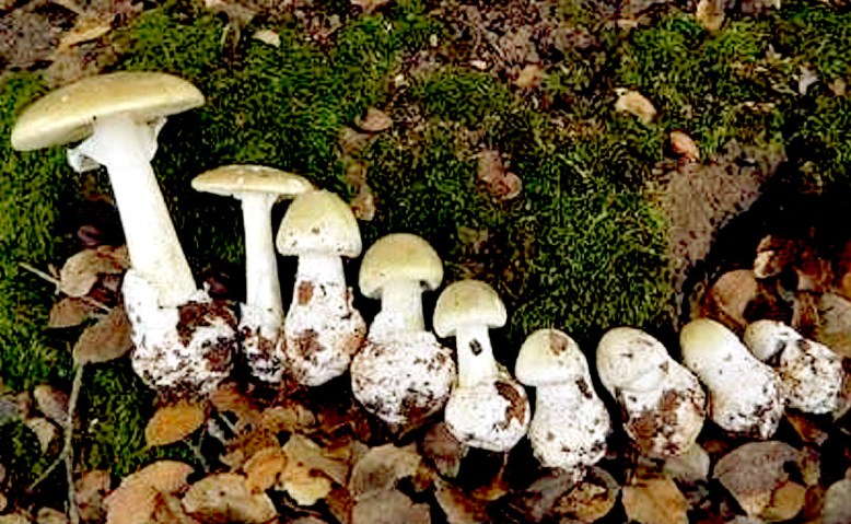 Cogumelos venenosos podem salvar vidas | Cientistas descobriram que ...