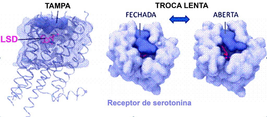 Revelados os segredos da viagem longa! O que faz a LSD em nossos ...