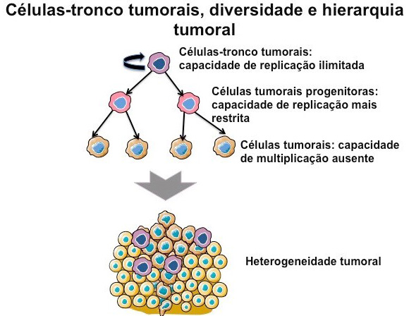 Células-tronco, câncer e as células-tronco tumorais | Cientistas ...